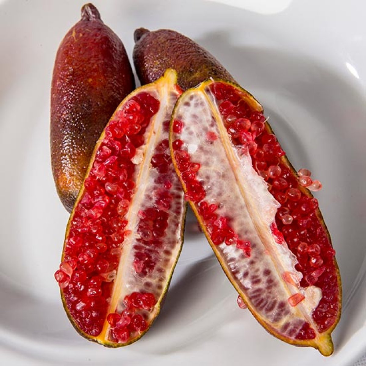 Finger Lime Tree (Caviar Lime) [CTR010] : Pomona Fruits