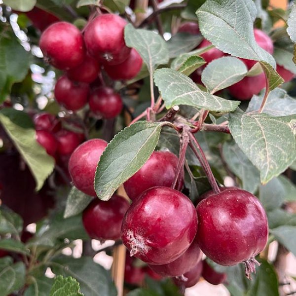 Malus 'Harry Baker' (Crab Apple Tree)