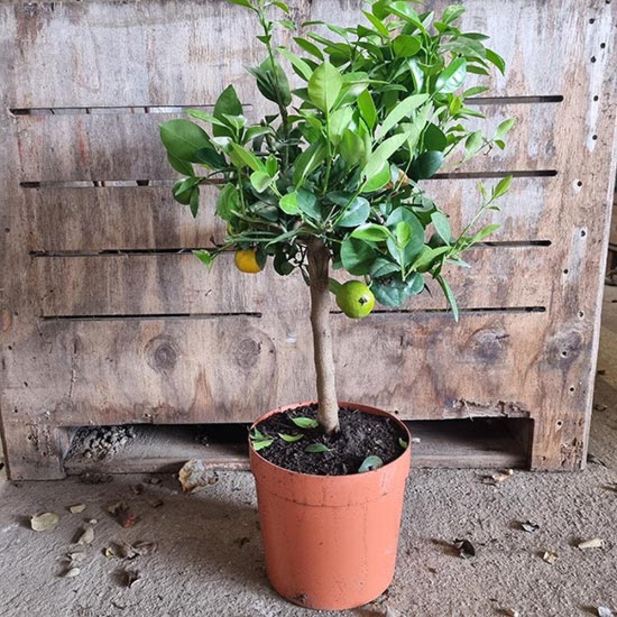 Calamondin Tree (Calamansi Lime) [CTR508] : Pomona Fruits