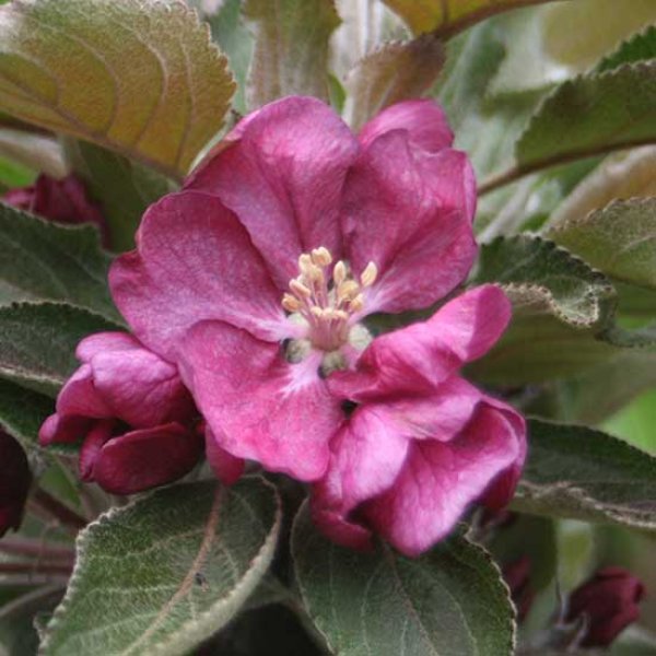 Apple Tree 'Purple Haze' [APL083] : Pomona Fruits