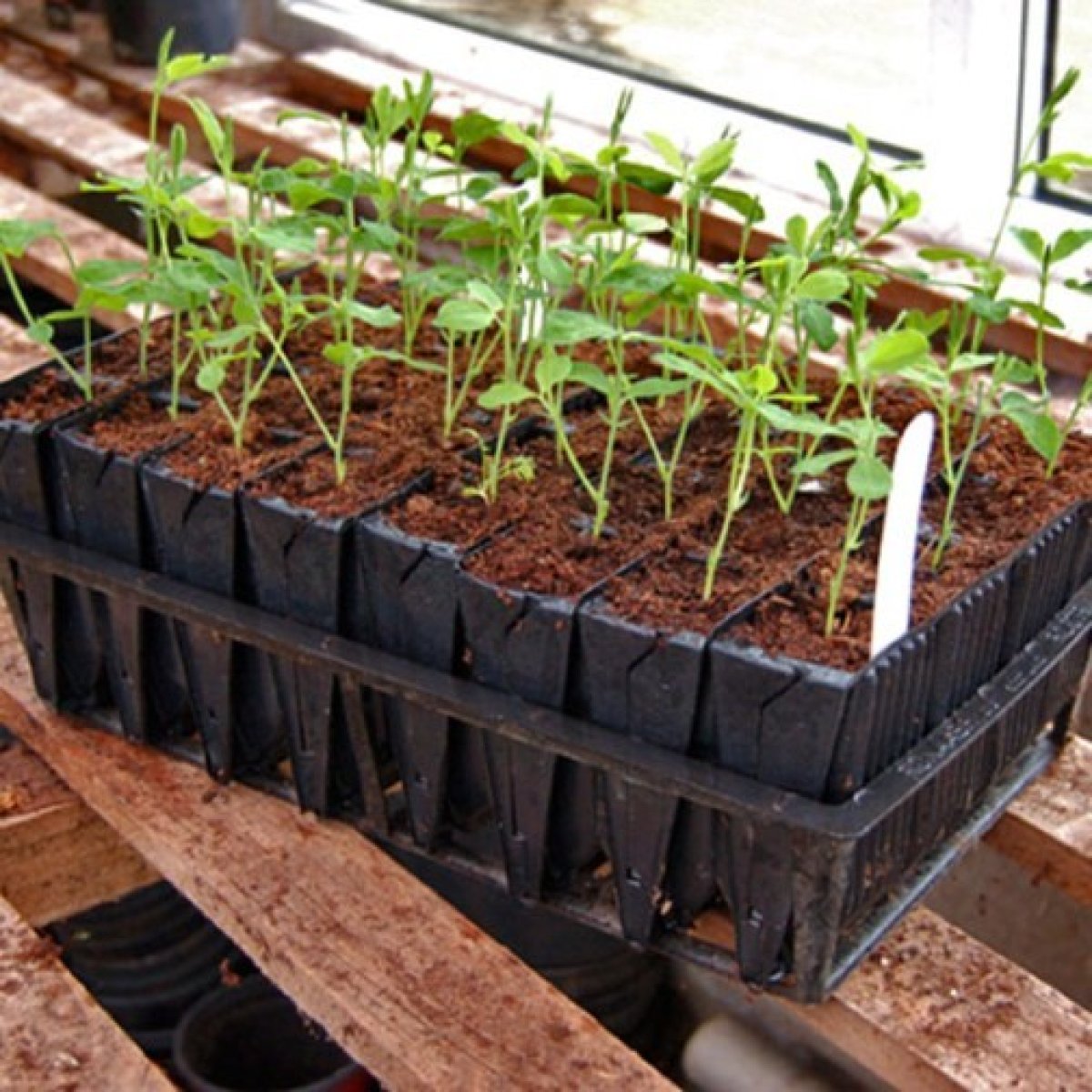 Rootrainers (Rapid - pack of 2)