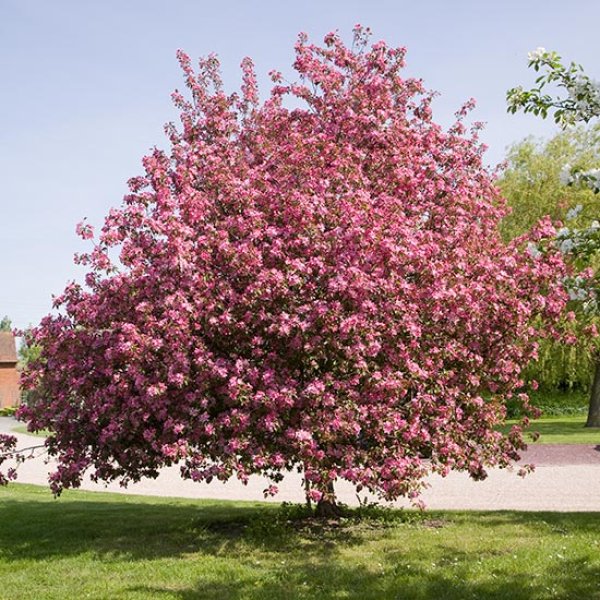 Malus 'Rudolph' (Crab Apple Tree) [MAL013] : Pomona Fruits