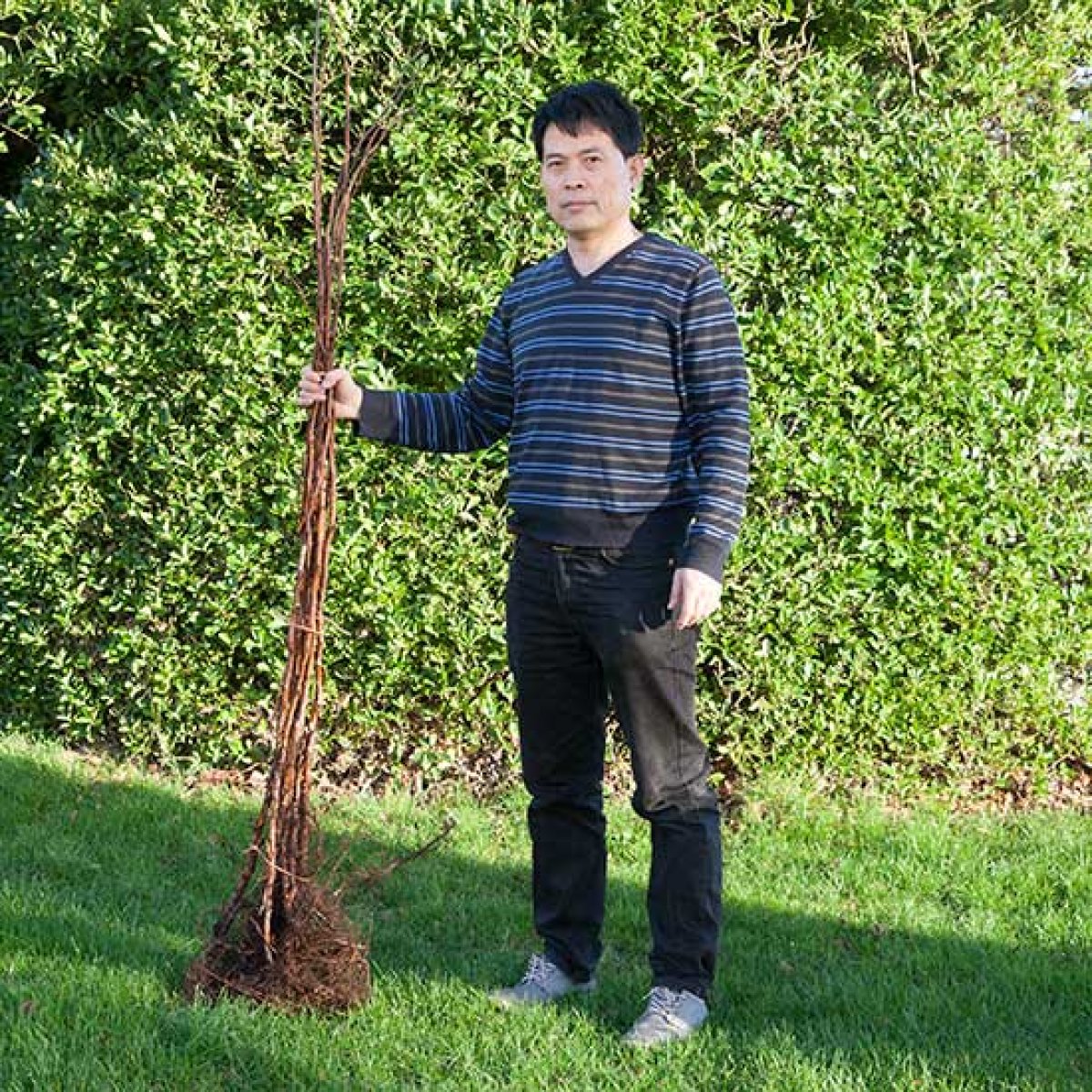 Long Cane Raspberry 'Glen Ample' [RSP118S] : Pomona Fruits