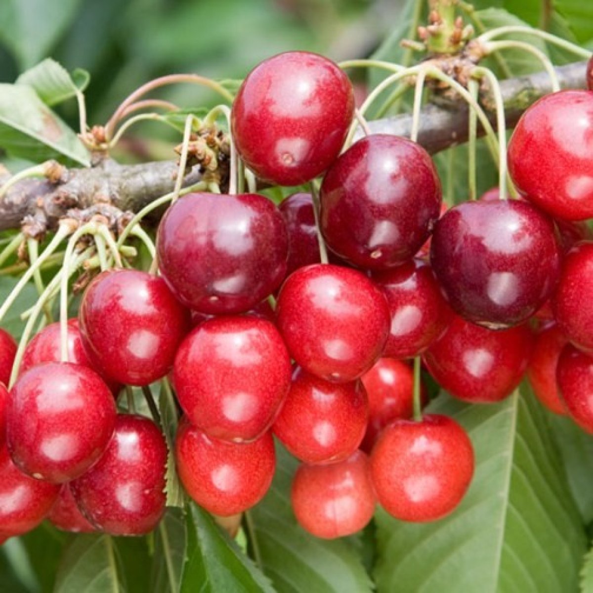 Cherry Tree 'Stella'