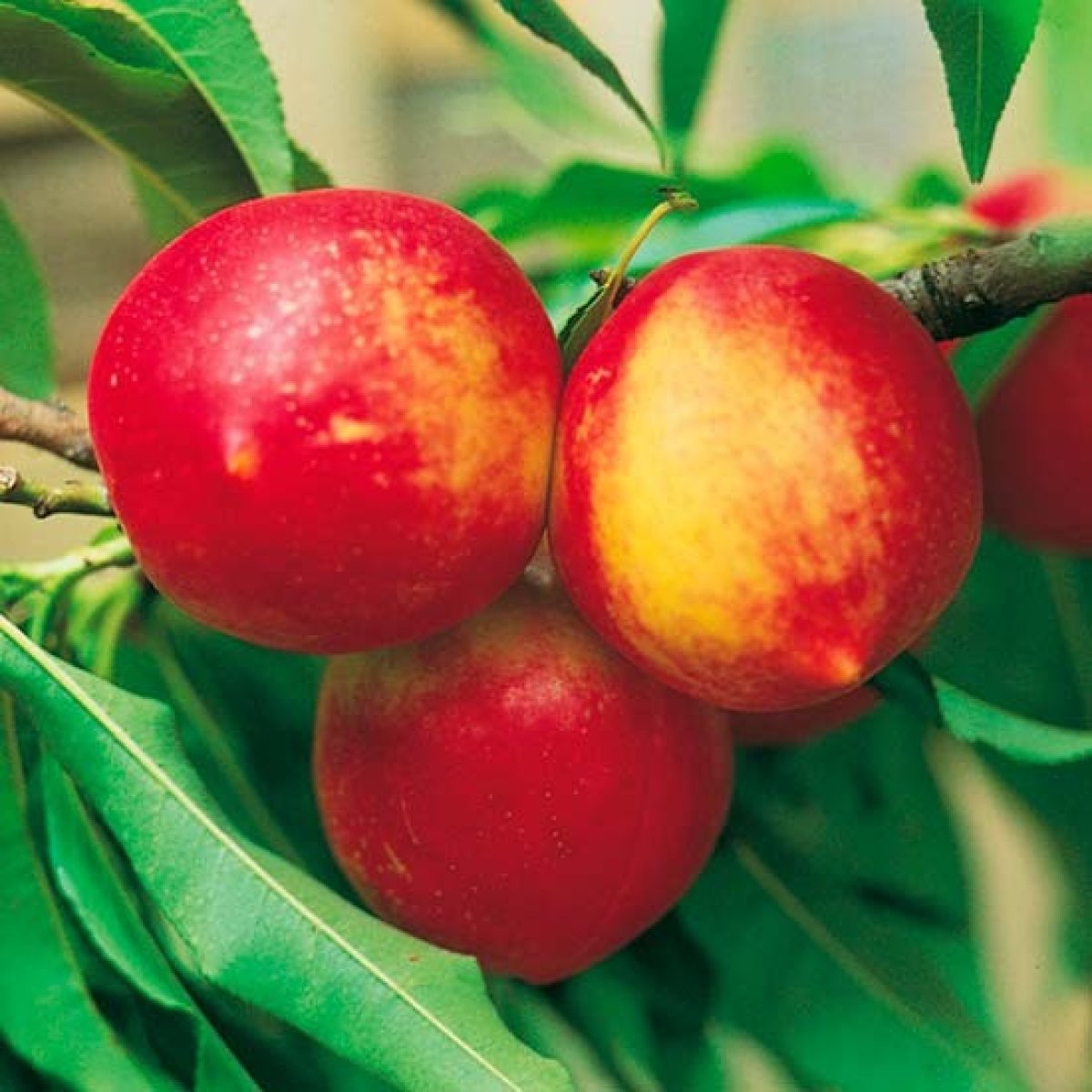 Dwarf Nectarine Tree 'Rubis'