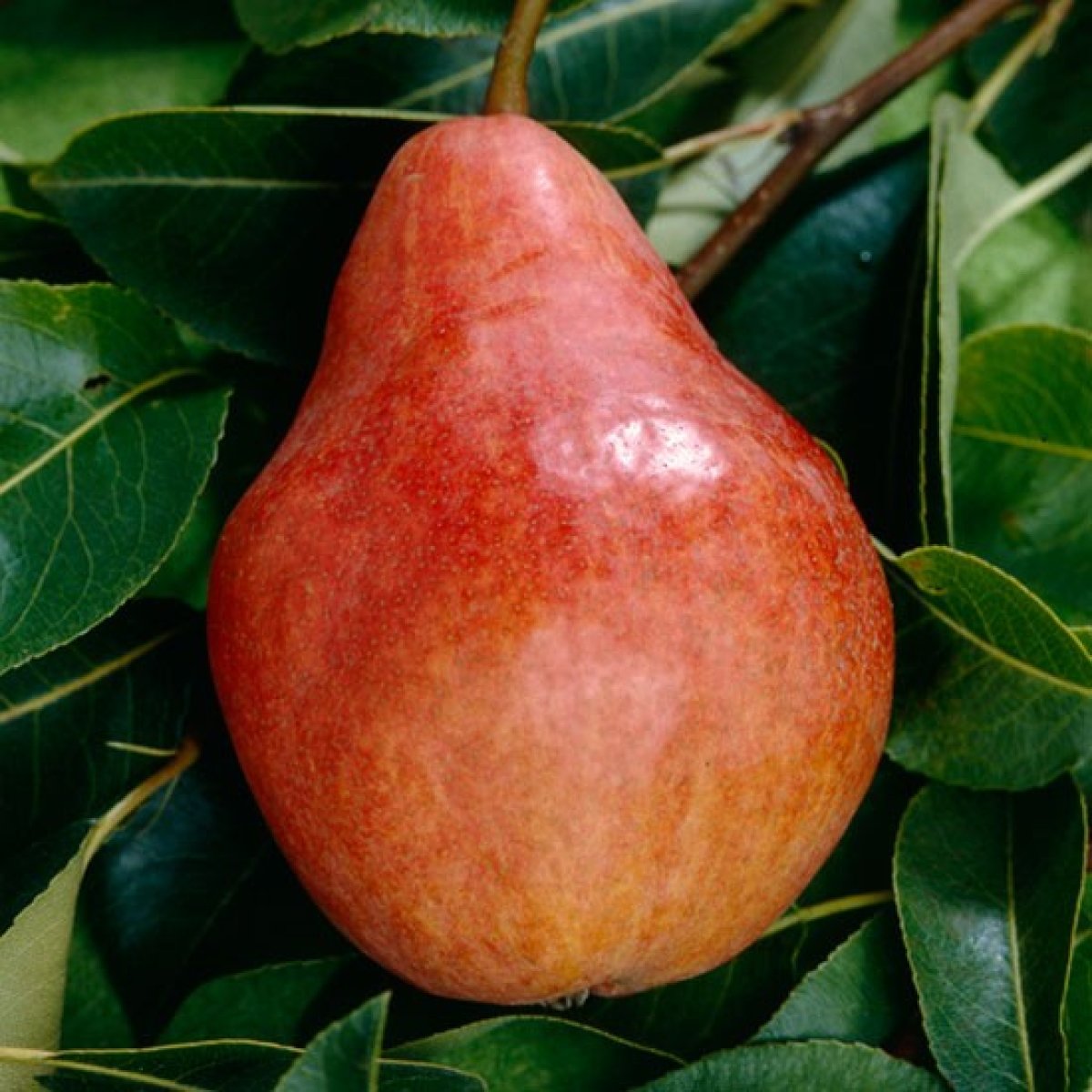 Pear Tree 'Red Williams'