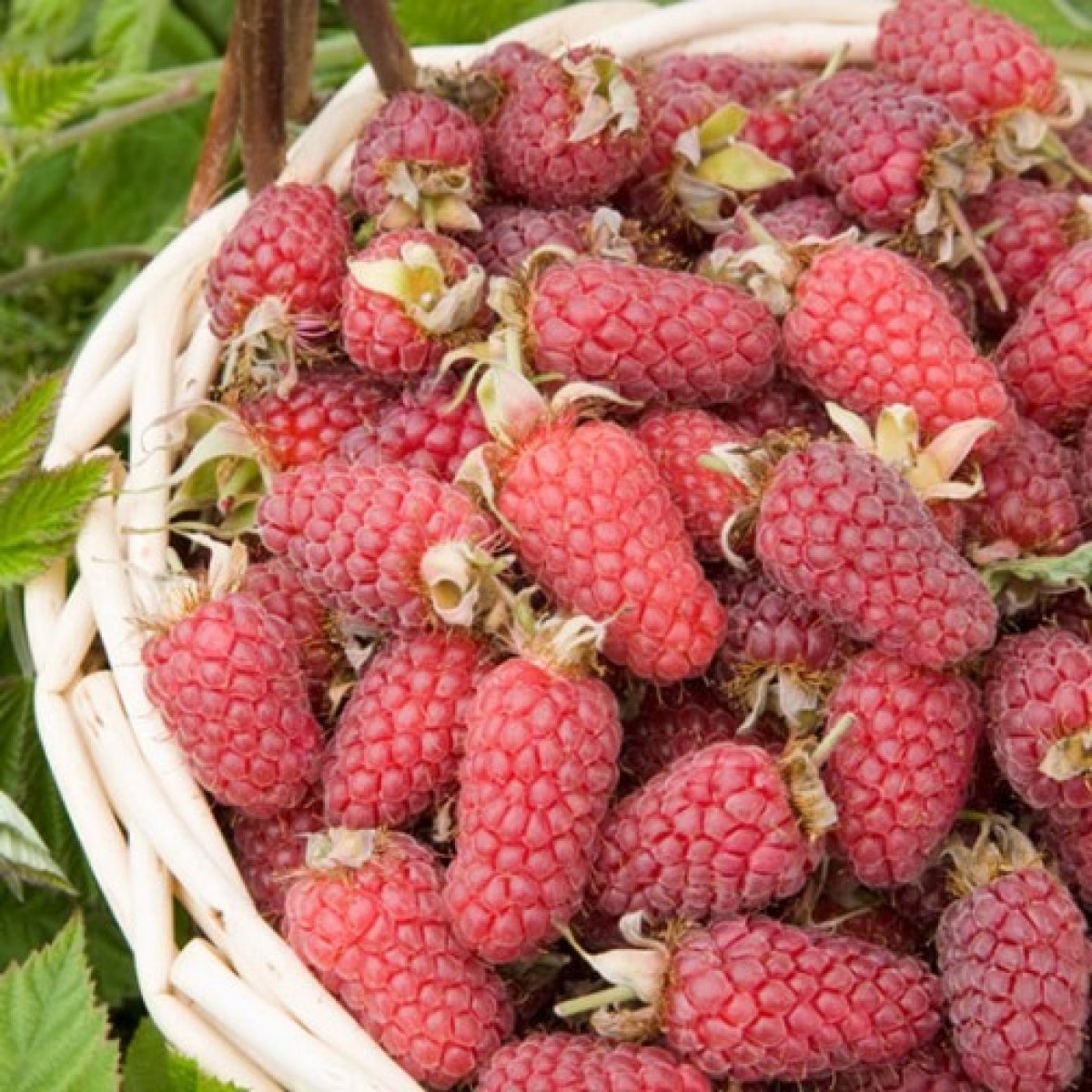 Loganberry Bush 'LY654' | The Most Popular Hybrid Berry