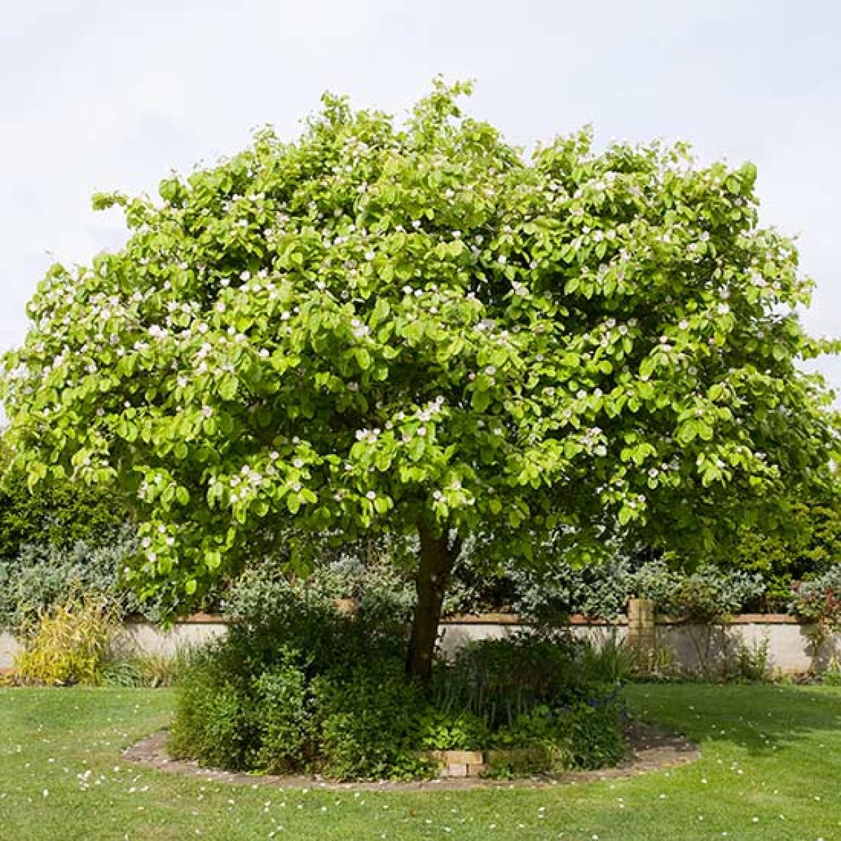 Quince Tree 'Meeches Prolific'